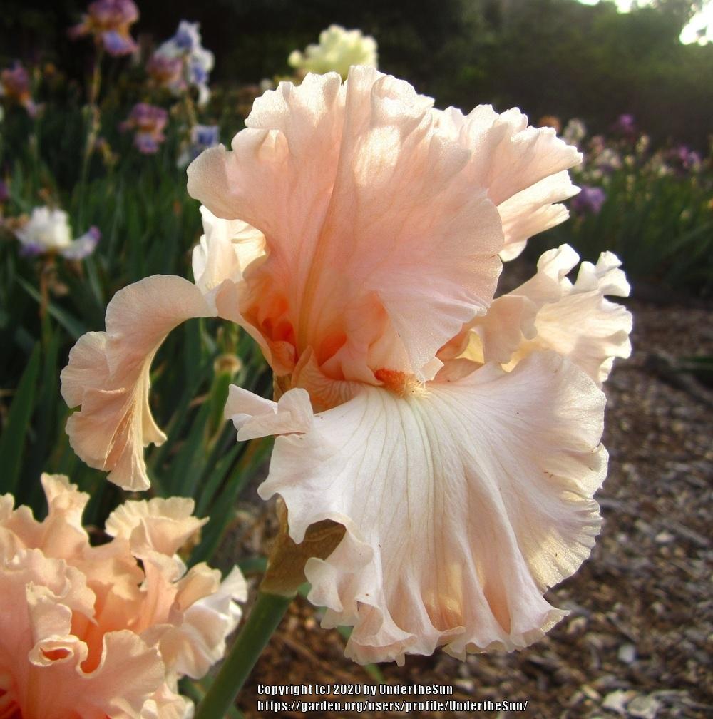 Photo of the bloom of Tall Bearded Iris (Iris 'Magical') posted by ...