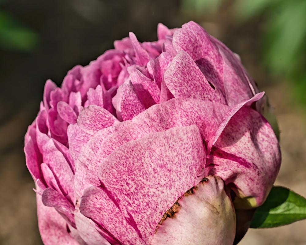 Photo of the closeup of buds, sepals and receptacles of Chinese Peony ...