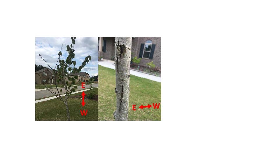 Kwanzan Cherry Tree - split bark AND drooping leaves in the Ask a Question forum - Garden.org