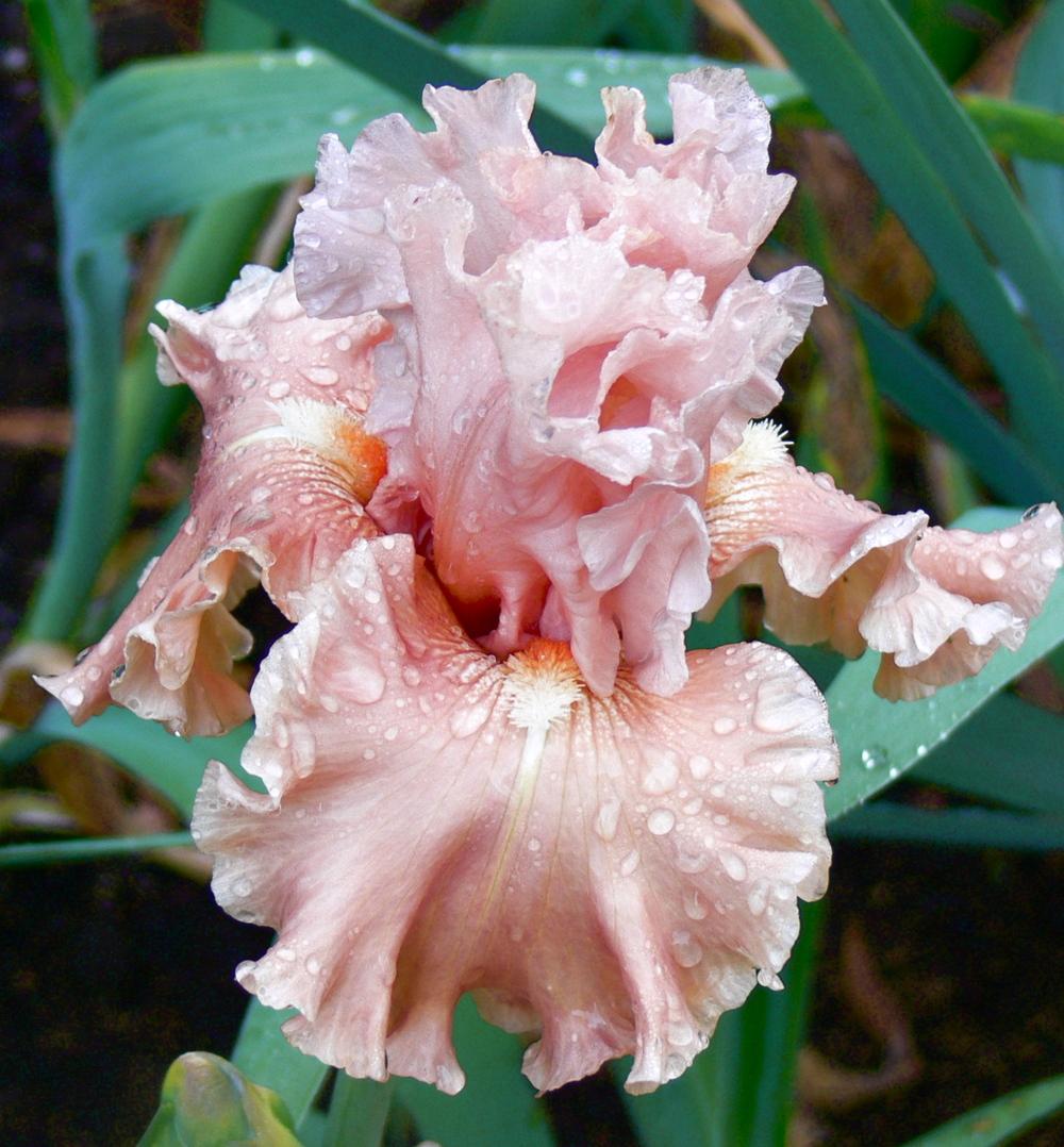 Photo of the bloom of Tall Bearded Iris (Iris 'Hello Romance') posted ...