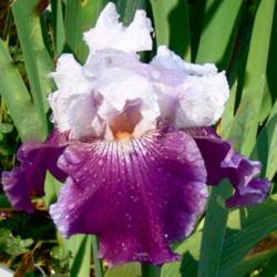 Photo of the bloom of Tall Bearded Iris (Iris 'Robin of Loxley') posted ...