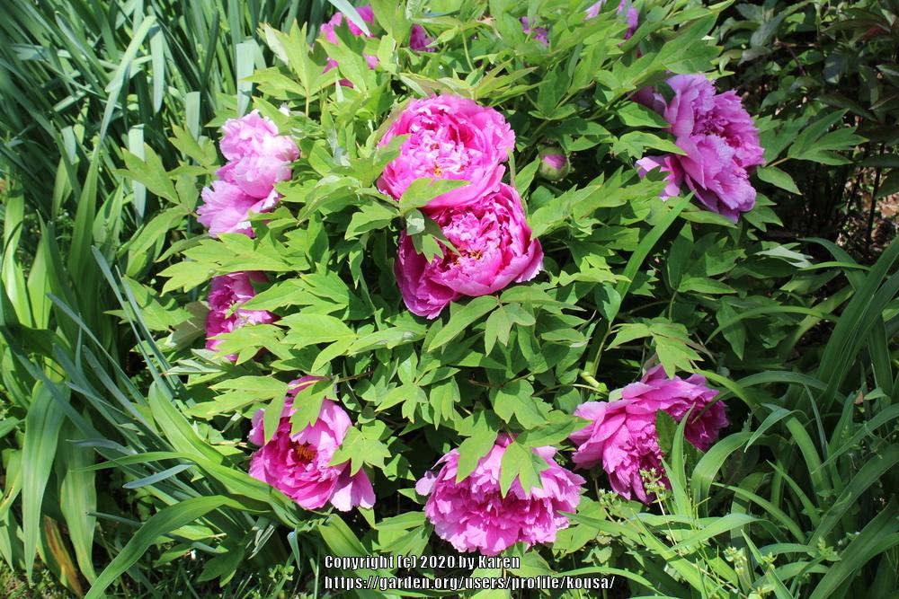 2020 Tree Peony Blooms in the Peonies forum - Garden.org