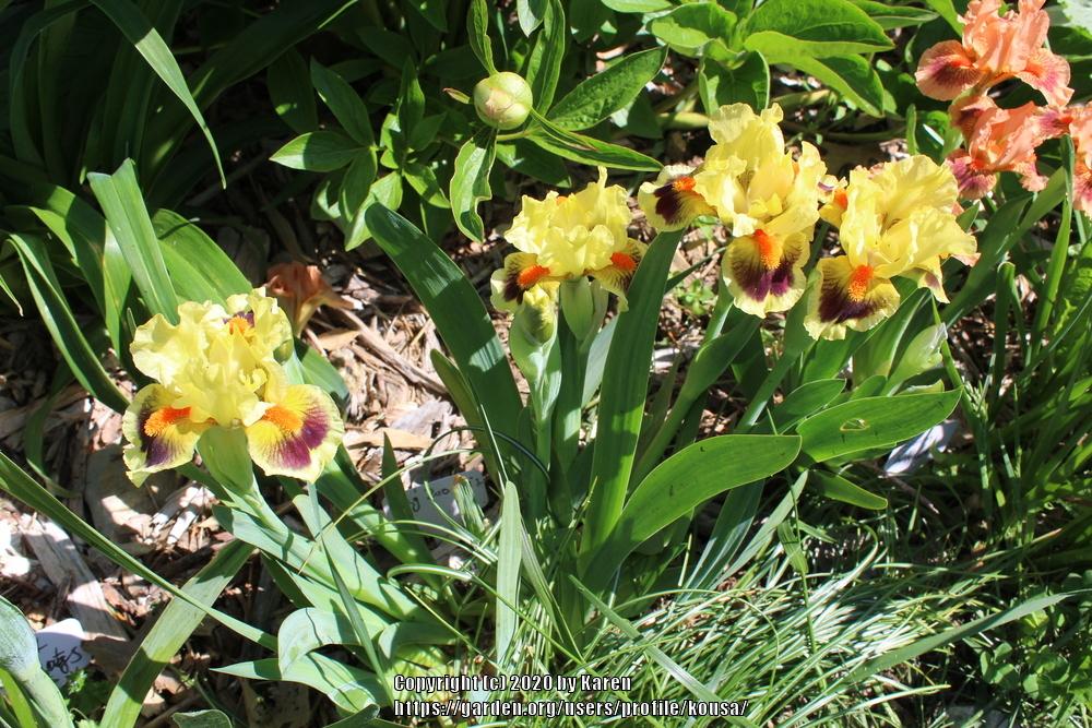 Photo of the entire plant of Standard Dwarf Bearded Iris (Iris 'Bug Zoo ...