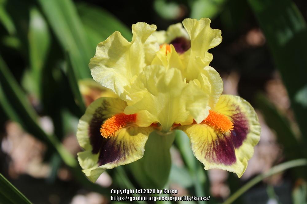 Standard Dwarf Bearded Iris (Iris 'Bug Zoo') in the Irises Database ...