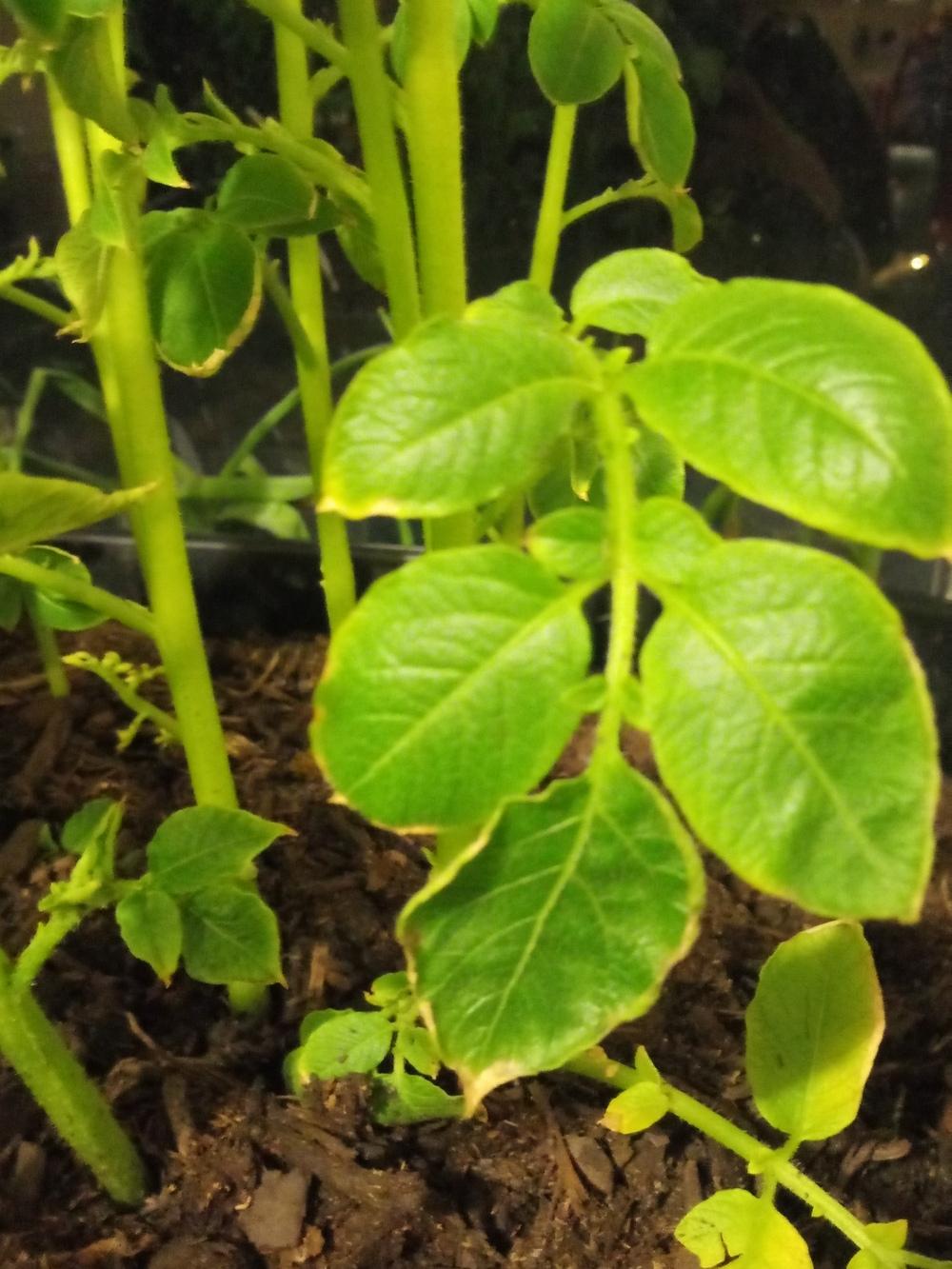 Tall indoor potato plants? in Planting Potatoes - Garden.org