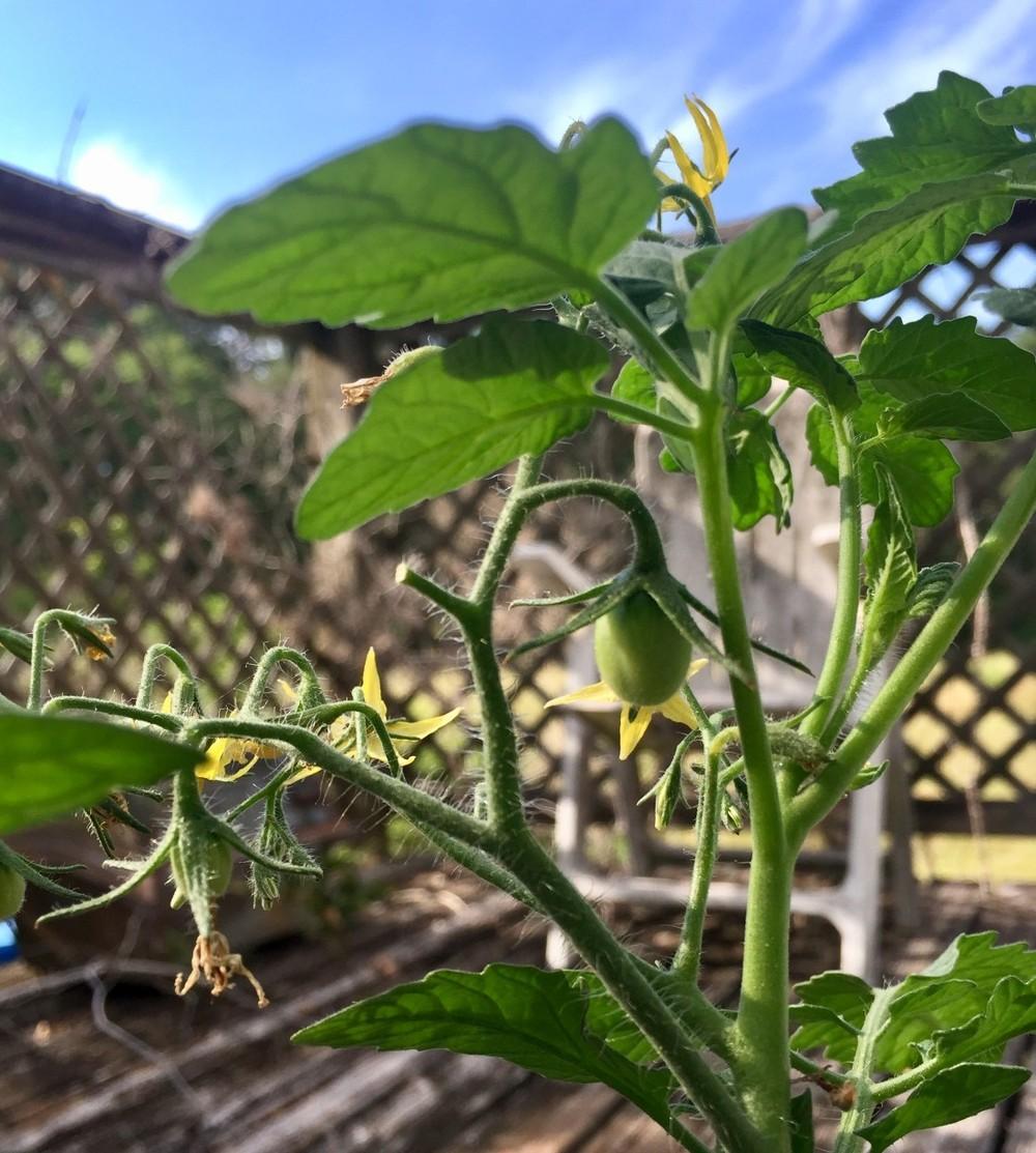 2020 Tomato thread in the Vegetables and Fruit forum - Garden.org