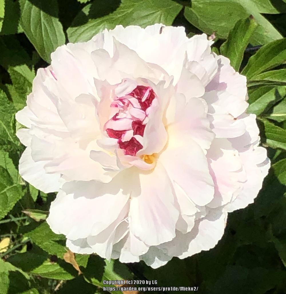 Peony (Paeonia lactiflora 'Peppermint') in the Peonies Database ...