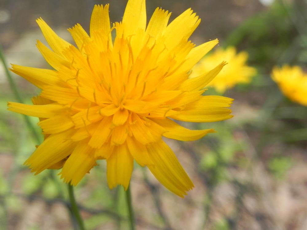 Photo of the bloom of Dwarf Dandelion (Krigia biflora) posted by SL ...