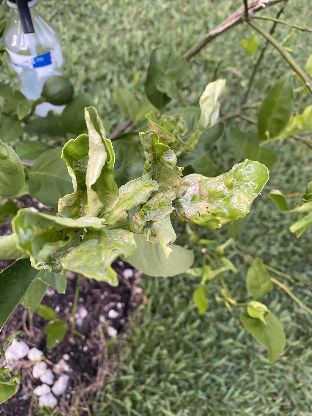 Meyers lemon issues and worms. in the Ask a Question forum - Garden.org