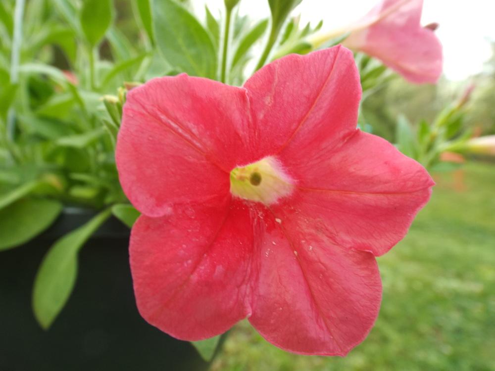 Milliflora Spreading/Trailing Petunia (Petunia Shock Wave® Coral Crush ...