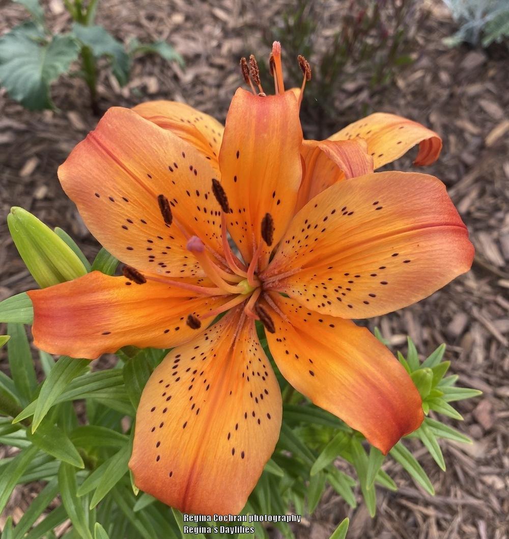 Lily (Lilium 'Prairie Harlequin') in the Lilies Database - Garden.org
