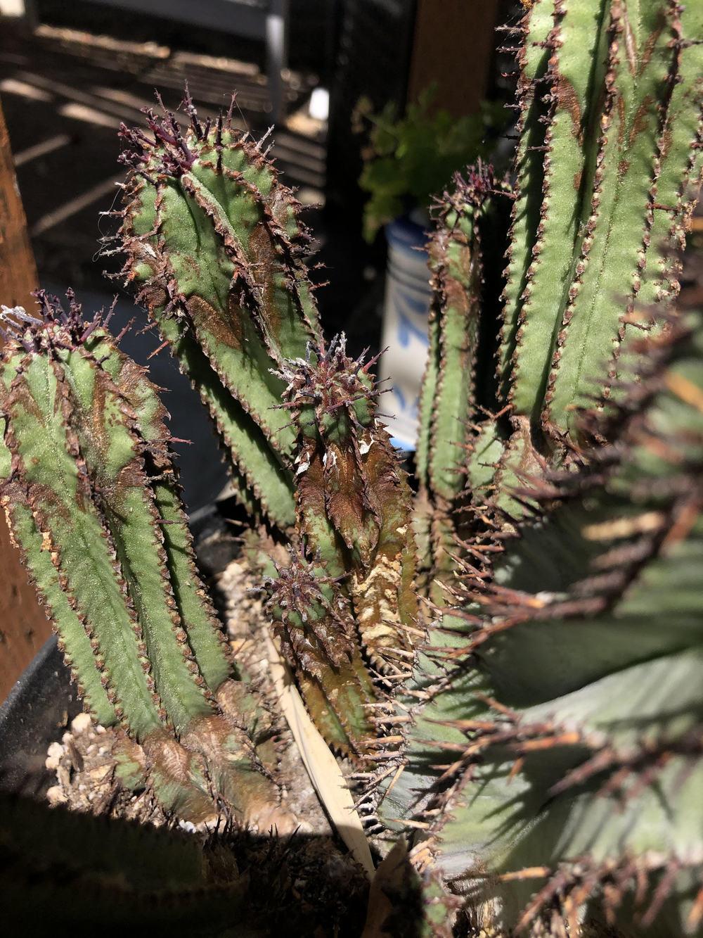 Sick Cactus in the Ask a Question forum - Garden.org