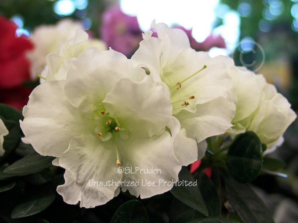Azalea (Rhododendron 'Irish Lace') in the Rhododendrons Database ...
