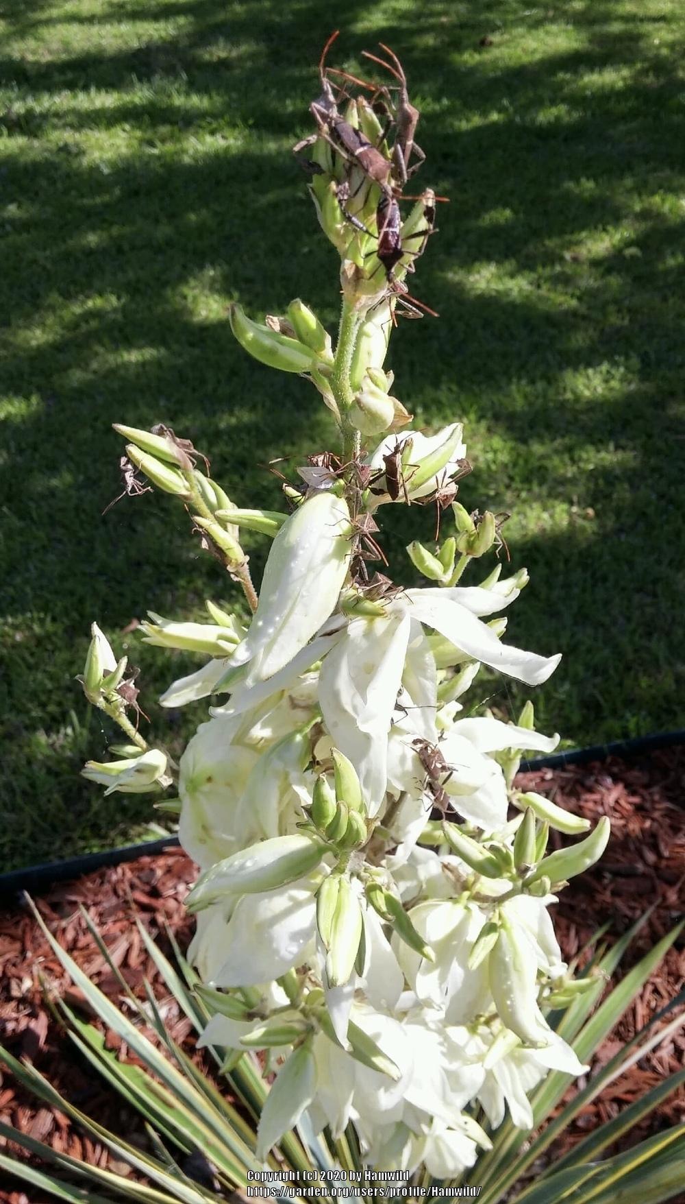 Photo of the bloom of Adam's Needle (Yucca filamentosa 'Bright Edge ...