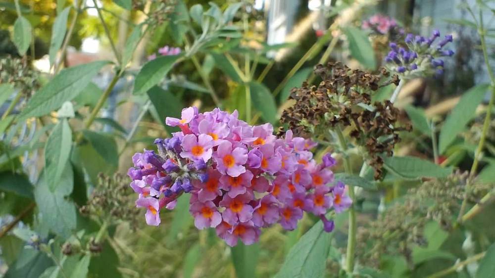 Butterfly Bush (Buddleja davidii 'Bicolor') in the Butterfly Bushes ...