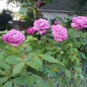 Rose (Rosa 'Angel Face, Cl.') in the Roses Database - Garden.org