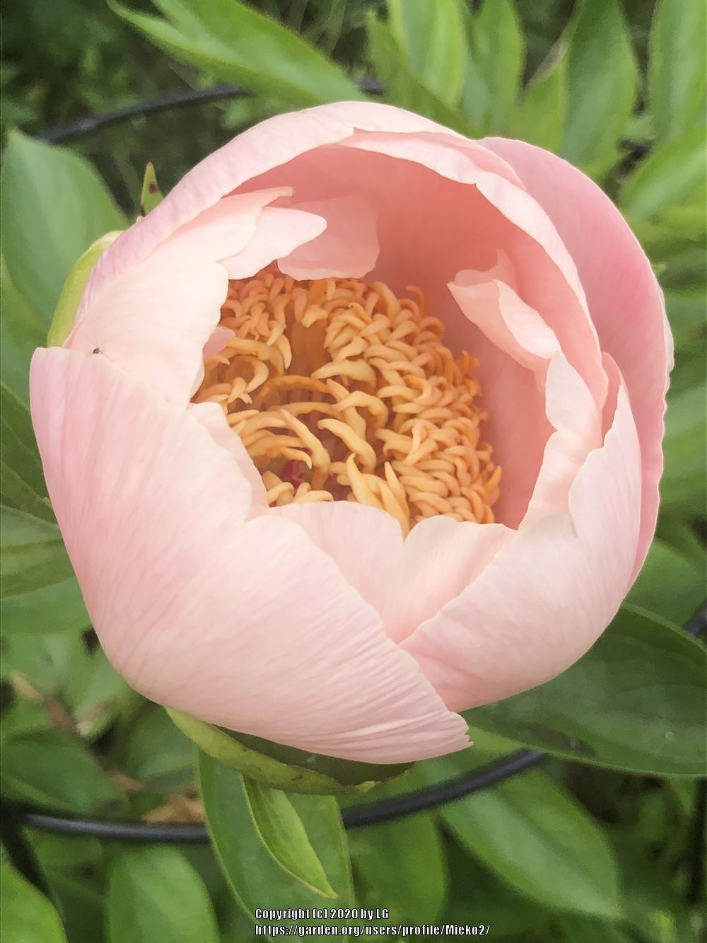 Peony (Paeonia 'Major Steve') in the Peonies Database - Garden.org