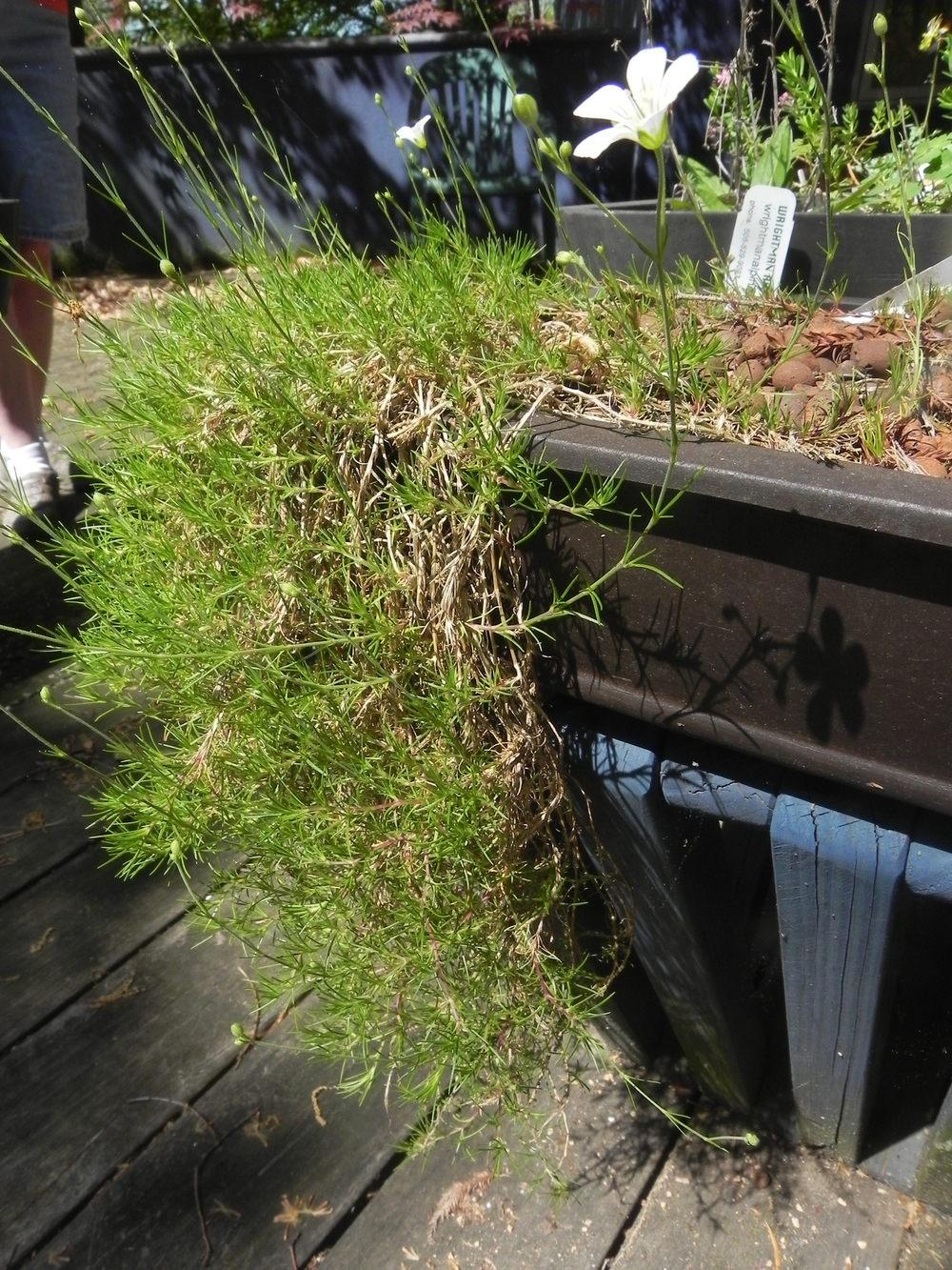 Photo of the entire plant of Spring Sandwort (Sabulina verna subsp ...