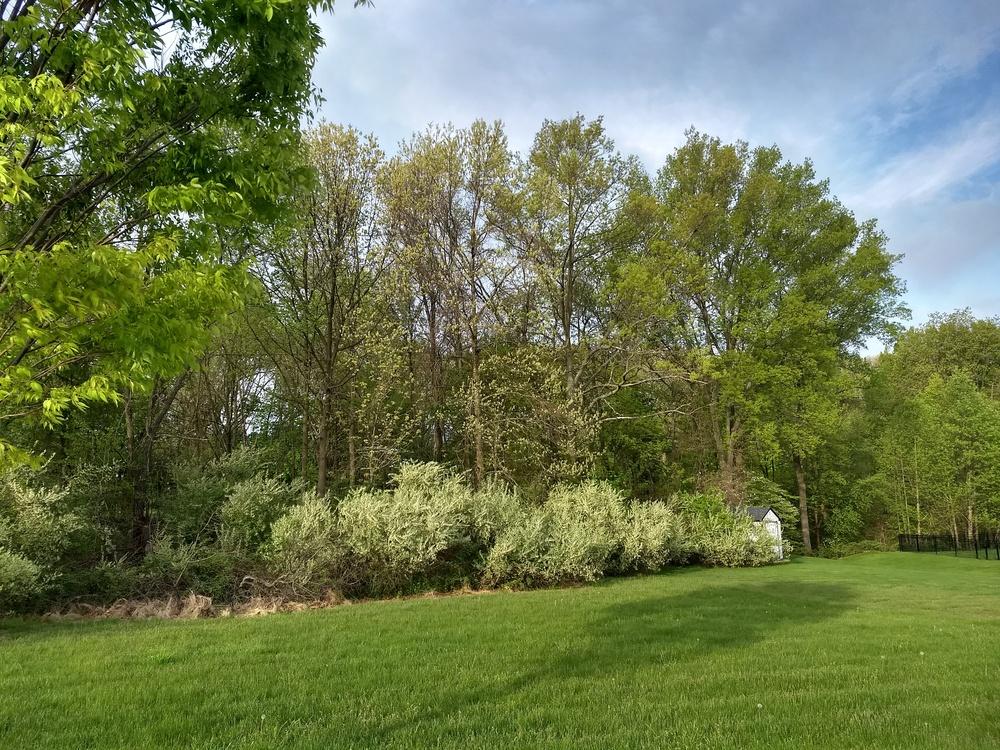 New Jersey Bushes with small white flowers now in the Plant ID forum ...