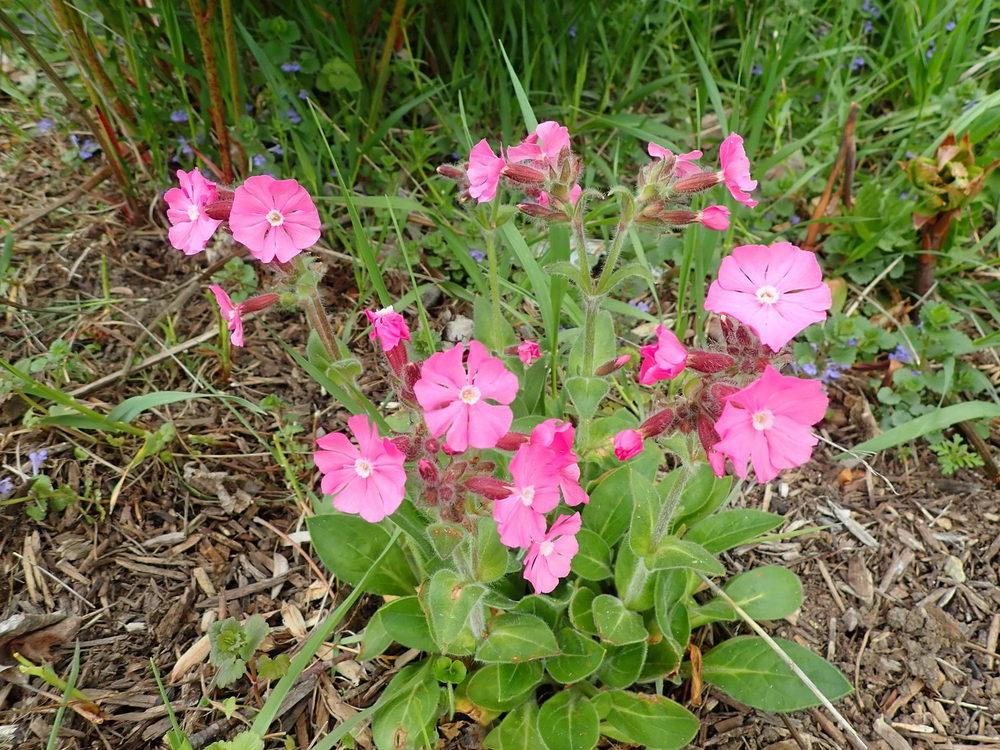 Catchfly (Silene 'Rolly's Favorite') - Garden.org