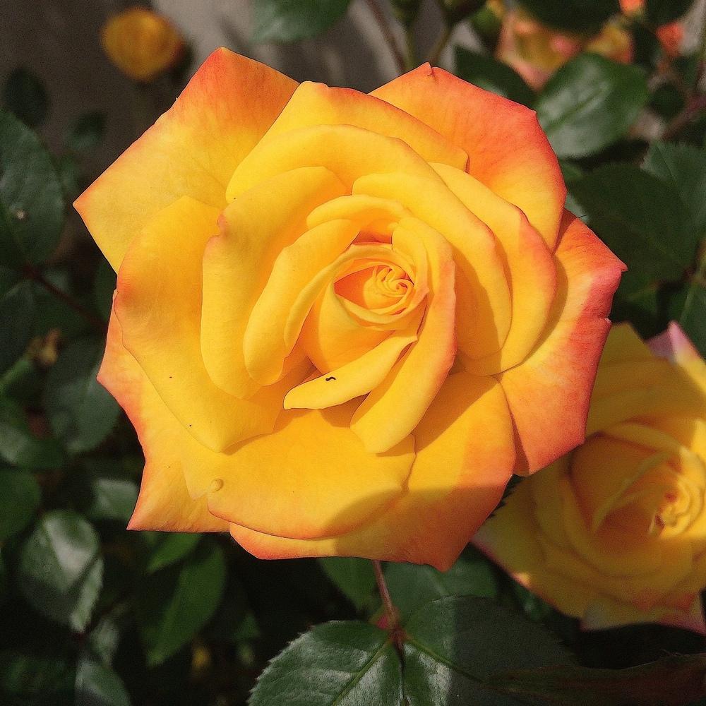 Photo of the bloom of Rose (Rosa 'Rainbow's End') posted by Betja ...