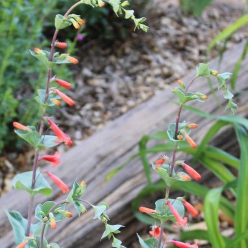 Scarlet Penstemon (Penstemon murrayanus) in the Penstemons Database ...