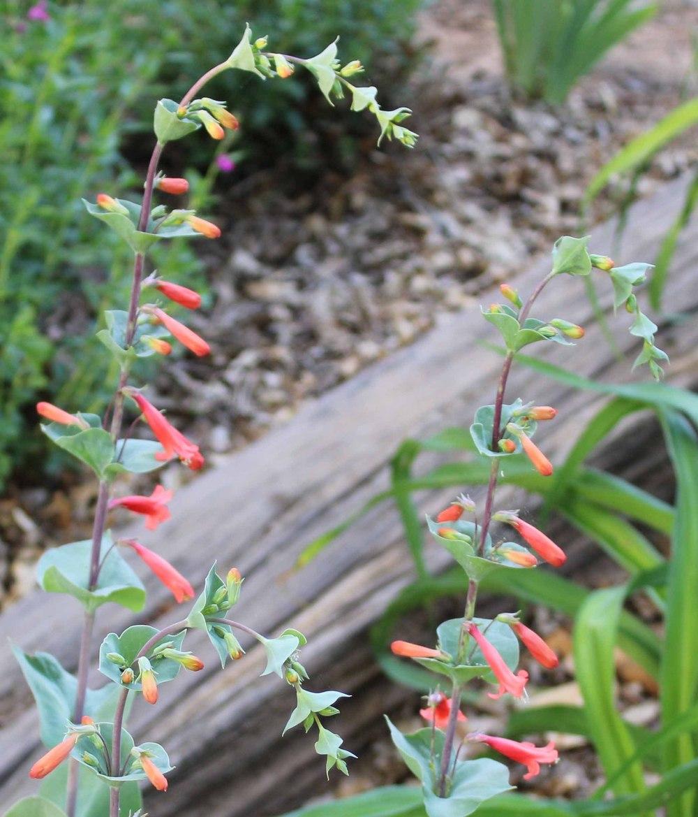 Penstemons: Plant Care and Collection of Varieties - Garden.org