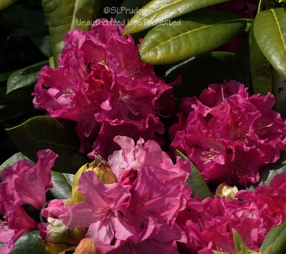 Photo of the bloom of Rhododendron 'Holden' posted by DaylilySLP ...