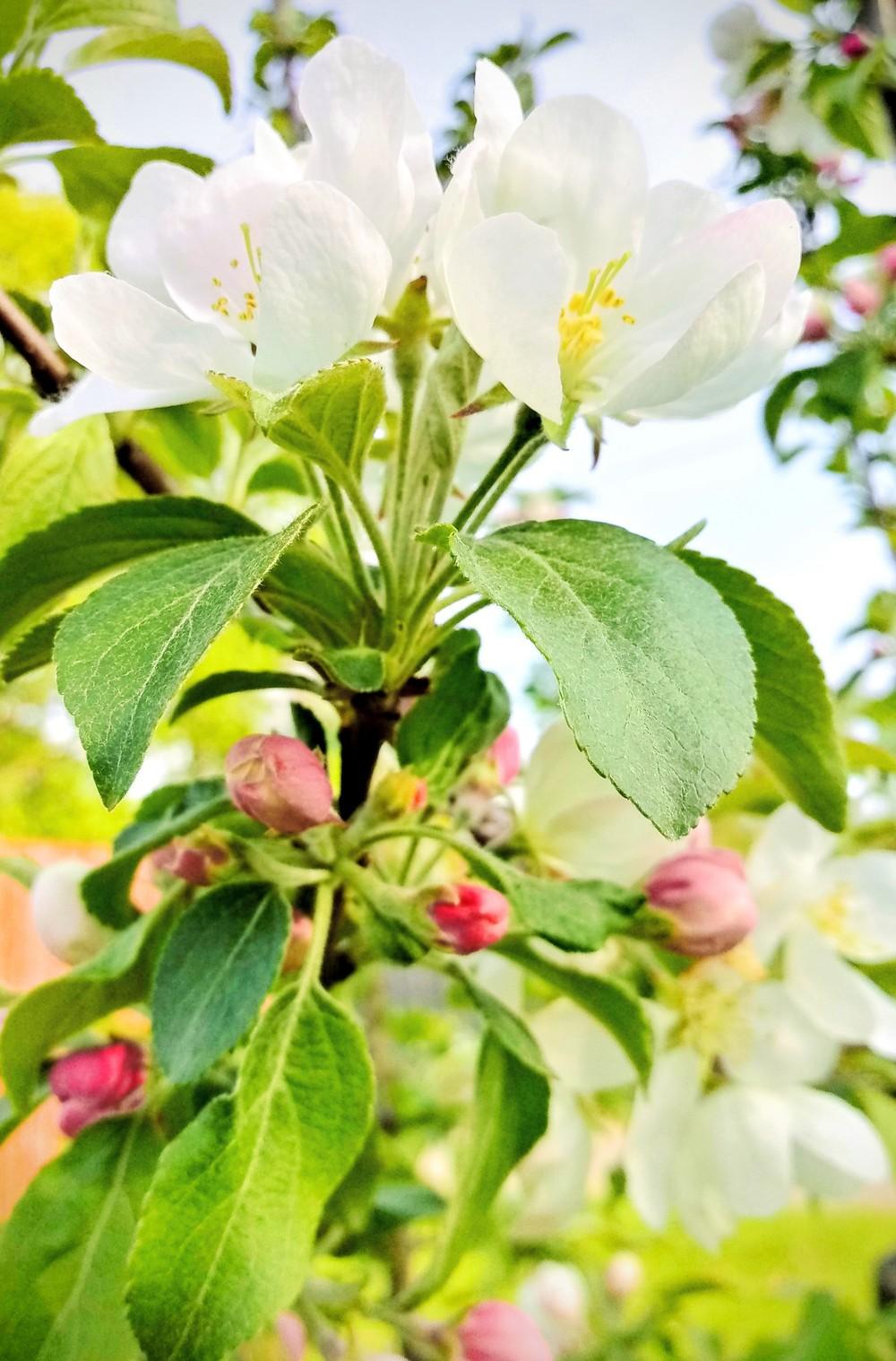 Photo of the bract of Sargent's Crabapple (Malus toringo 'Tina') posted ...