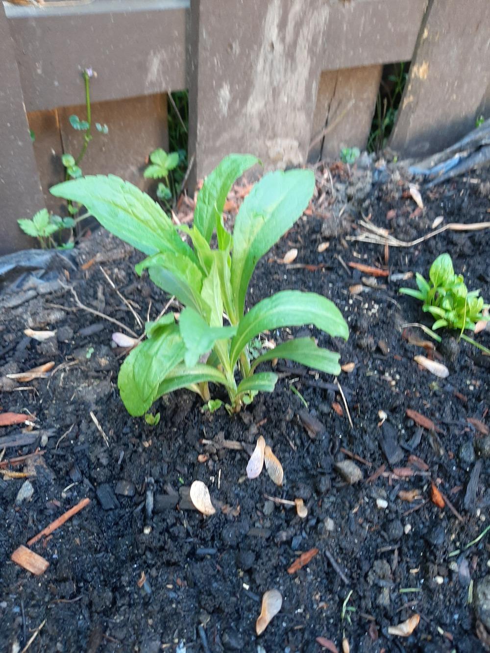 Vegetable ID in the Ask a Question forum - Garden.org