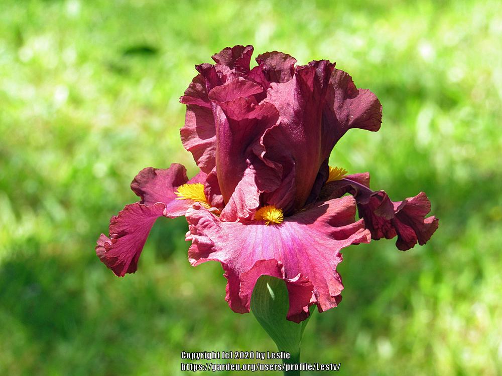 Tall Bearded Iris (Iris 'Ruby Baby') in the Irises Database - Garden.org