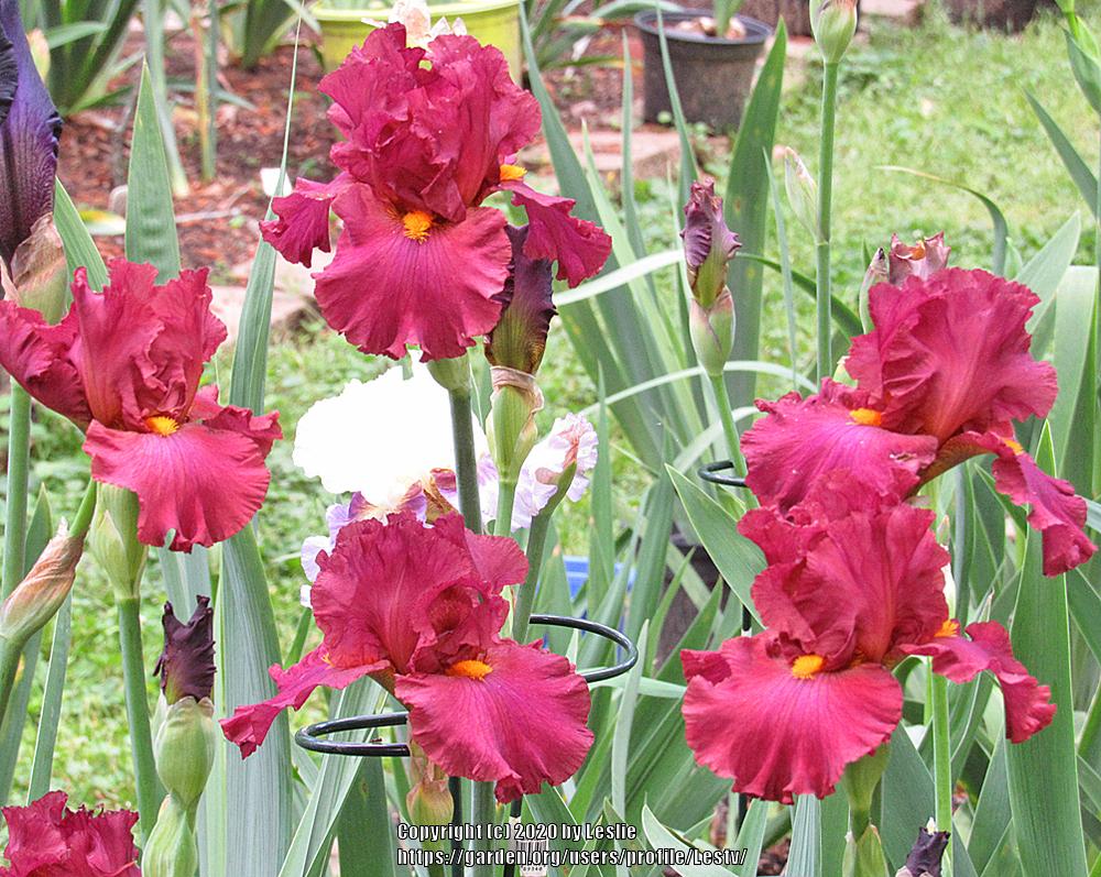 Photo of the bloom of Tall Bearded Iris (Iris 'Ruby Baby') posted by ...