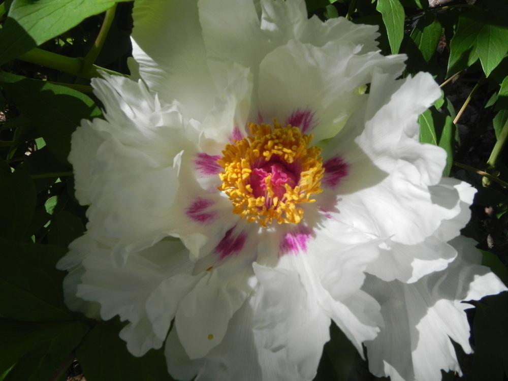 Rock's Peony (Paeonia rockii) in the Peonies Database - Garden.org