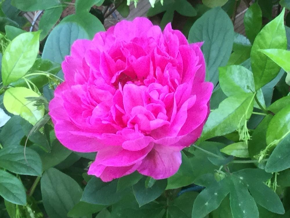 Any peony growers in zone 9? in the Peonies forum - Garden.org