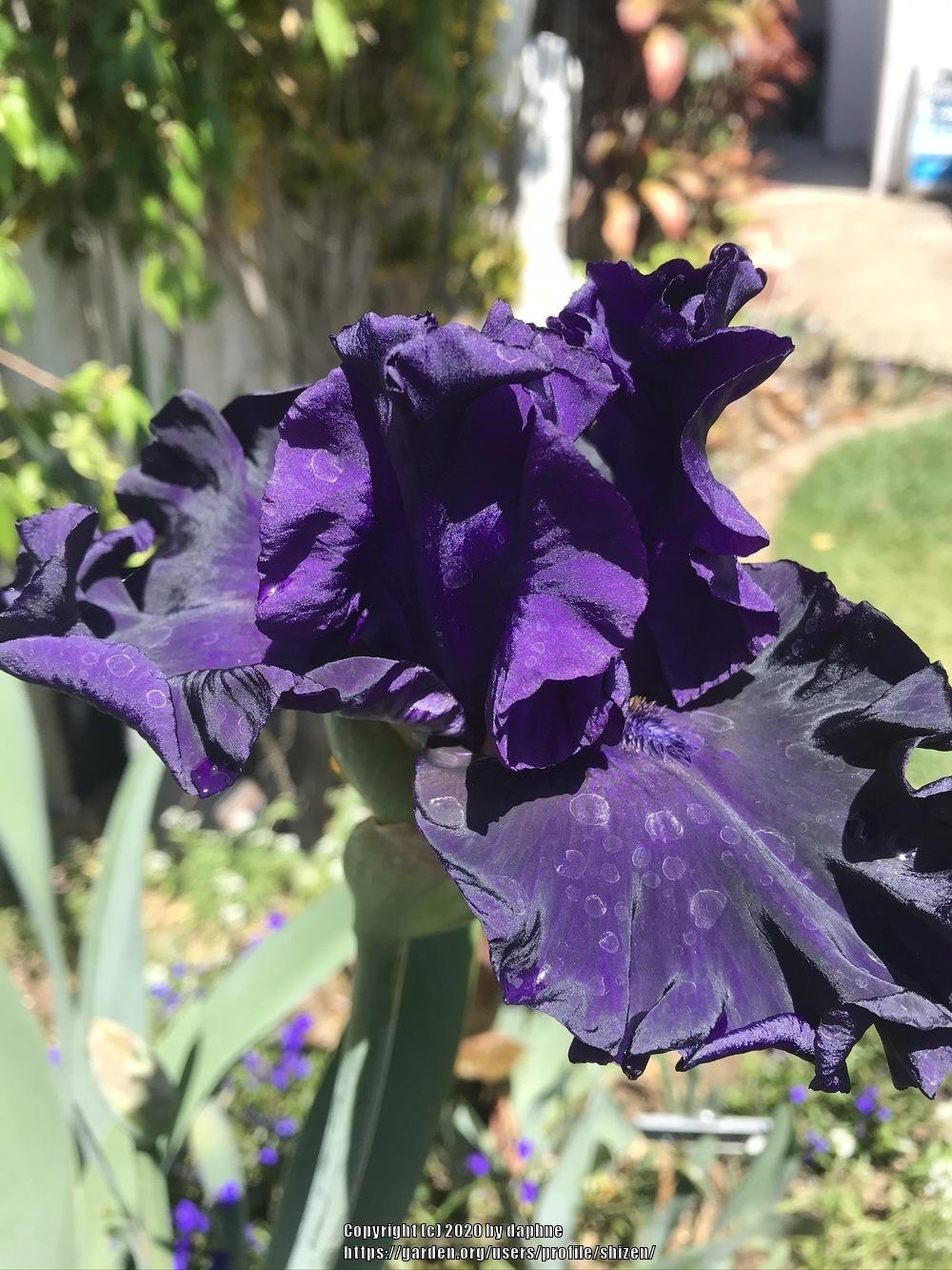 Iris Identification Key? in the Irises forum - Garden.org