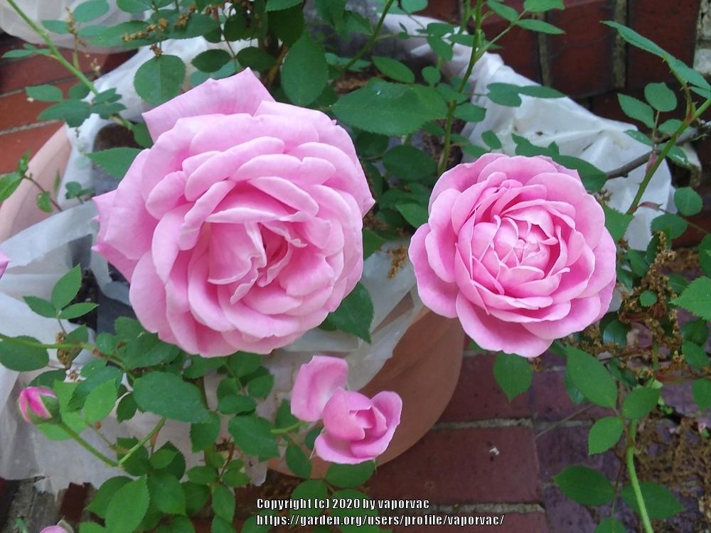 Rose (Rosa 'Setina') in the Roses Database - Garden.org