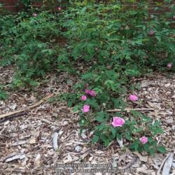 Rose (Rosa 'Setina') in the Roses Database - Garden.org