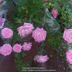 Rose (Rosa 'Setina') in the Roses Database - Garden.org