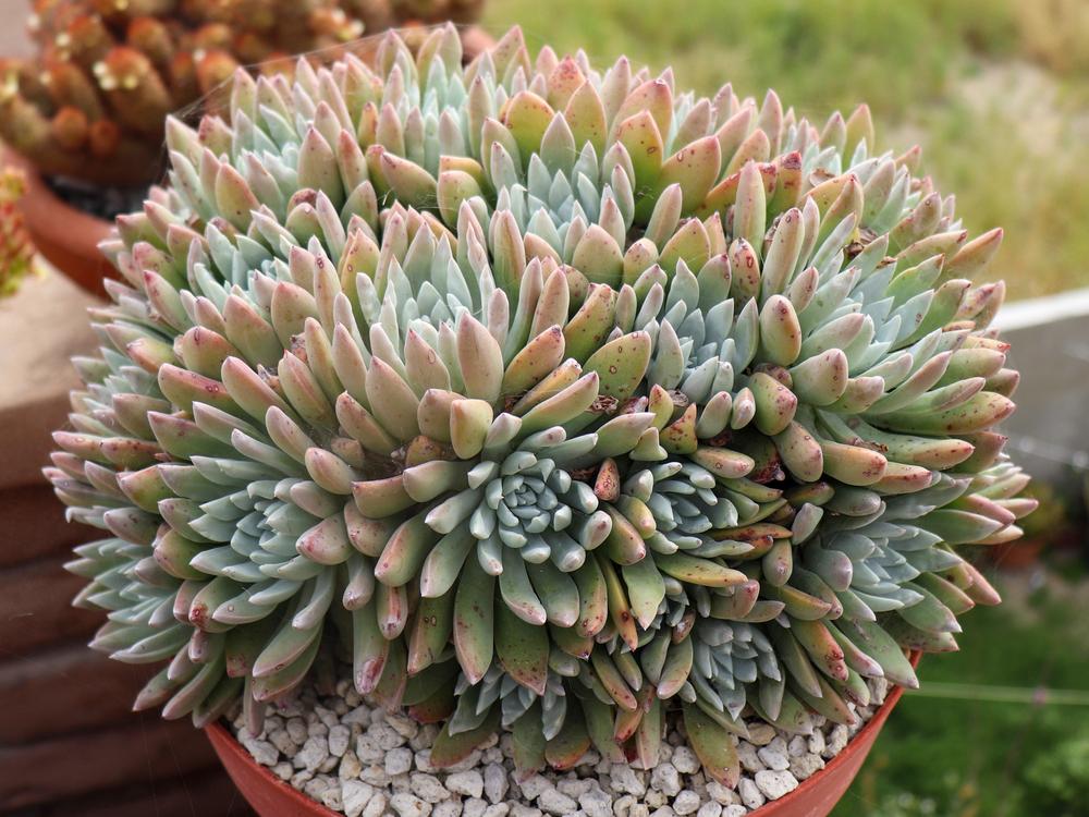 Dudleyas: Plant Care and Collection of Varieties - Garden.org