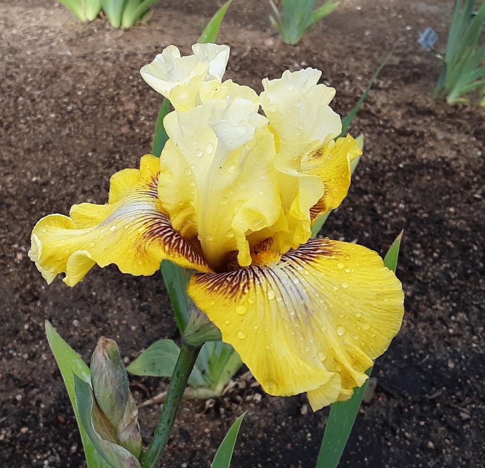 Photo of the bloom of Tall Bearded Iris (Iris 'Zia Sunshine') posted by ...