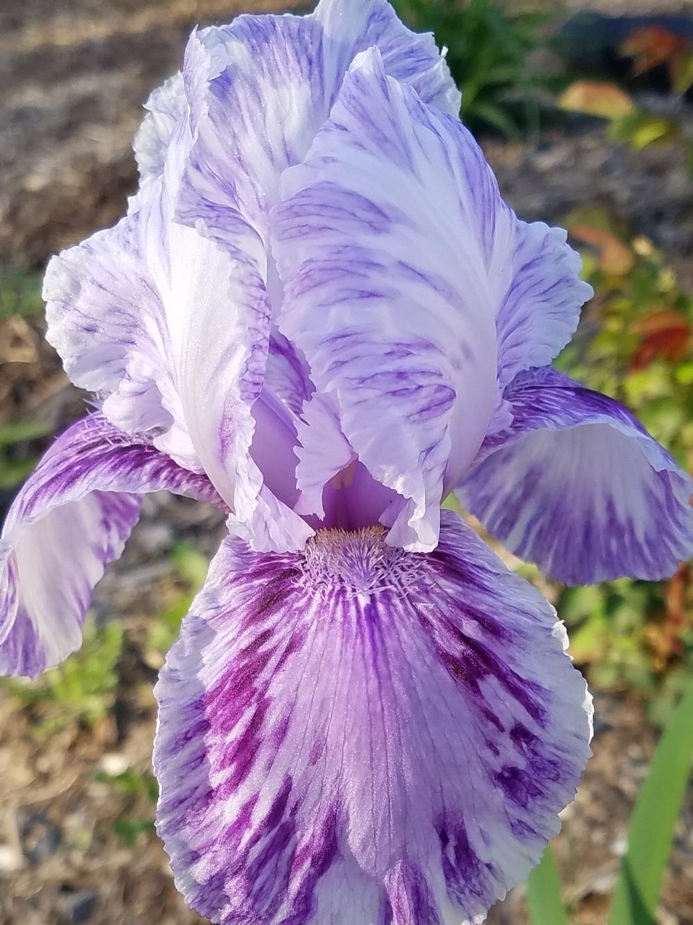 Arilbred Iris (Iris 'Silent Tears') in the Irises Database - Garden.org