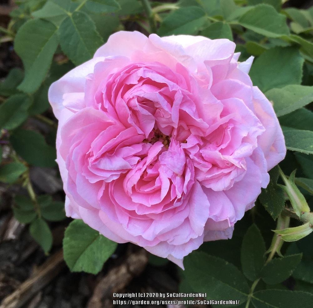Rose (Rosa 'Comte de Chambord') in the Roses Database - Garden.org