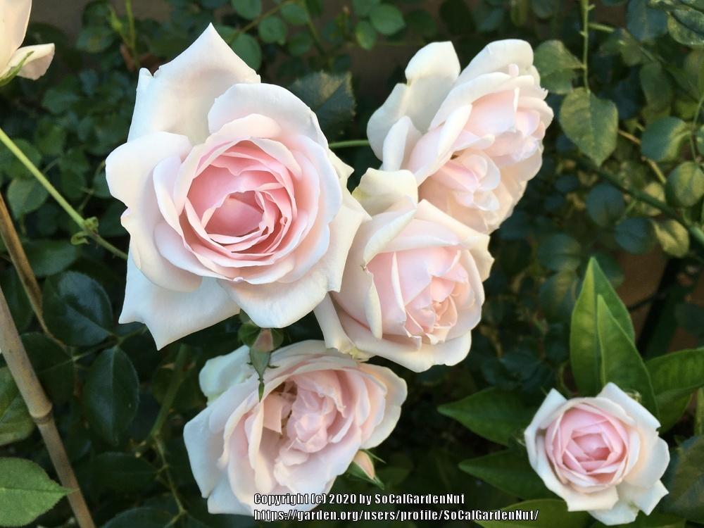 Rose (Rosa 'The Wedgwood Rose') in the Roses Database - Garden.org