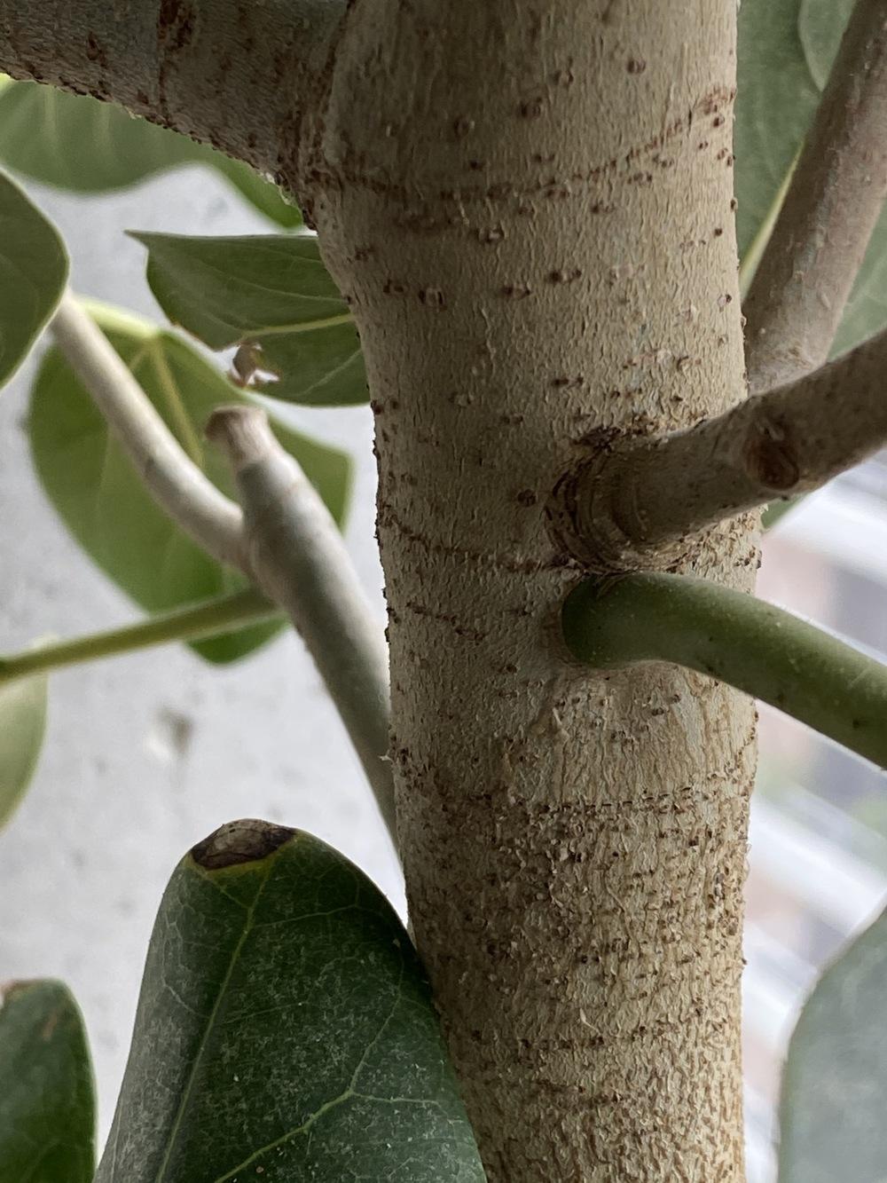 Audrey Ficus - scale, fruit flies, spots, slashes oh my! in the Ask a ...