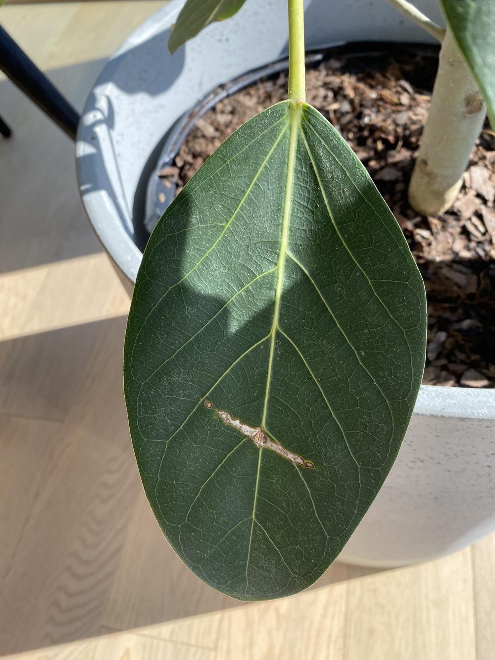 Audrey Ficus - scale, fruit flies, spots, slashes oh my! in the Ask a ...