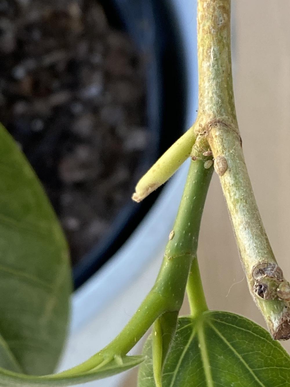 Audrey Ficus - scale, fruit flies, spots, slashes oh my! in the Ask a ...