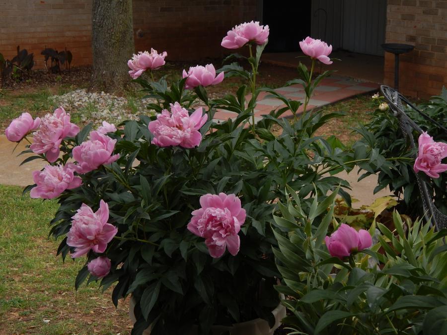 Photo of the entire plant of Peony (Paeonia lactiflora 'Raspberry ...