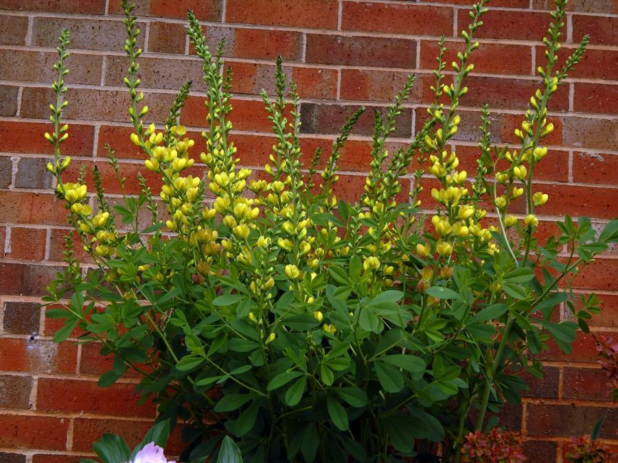 Photo of the entire plant of Wild Indigo (Baptisia 'Solar Flare ...
