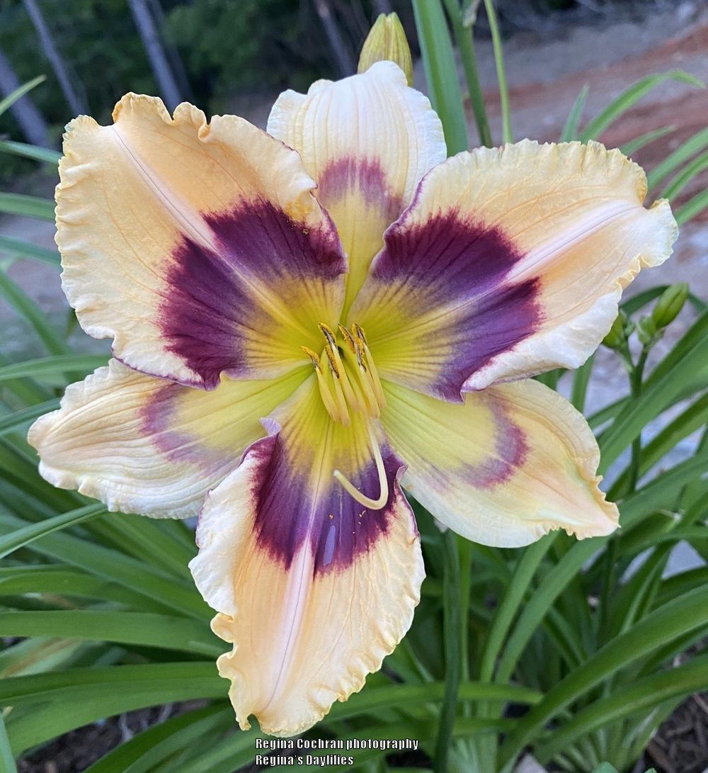 Photo of the bloom of Daylily (Hemerocallis 'Fancy Face') posted by scflowers - Garden.org