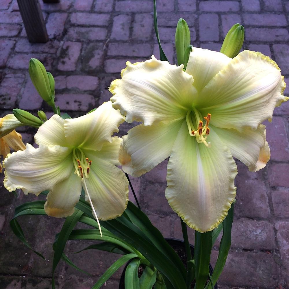 Daylilies: Plant Care and Collection of Varieties - Garden.org
